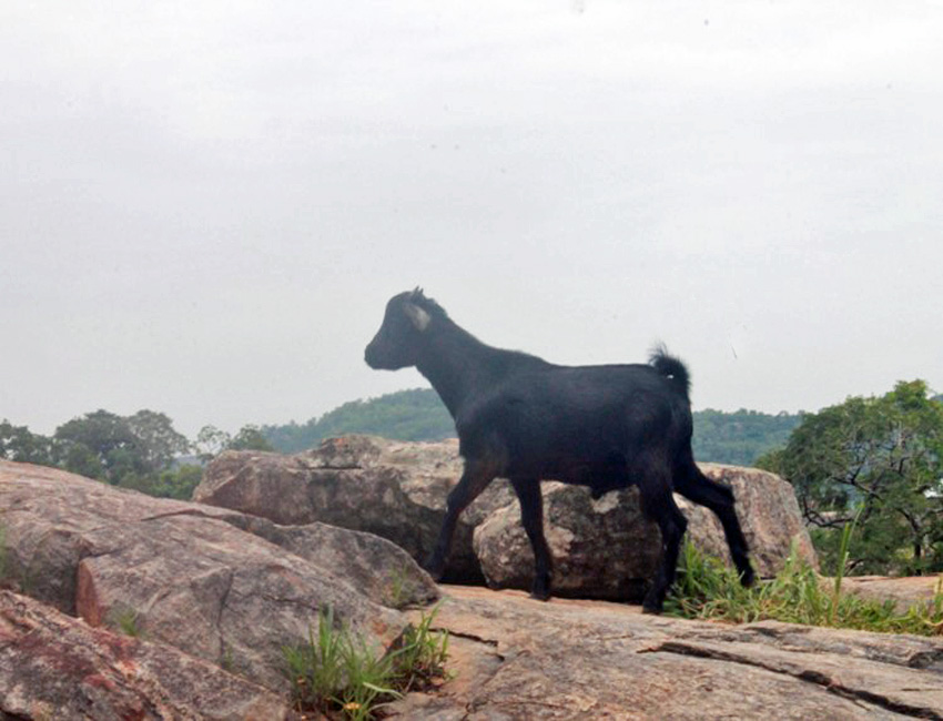 Nigerian Goat | Juju Films